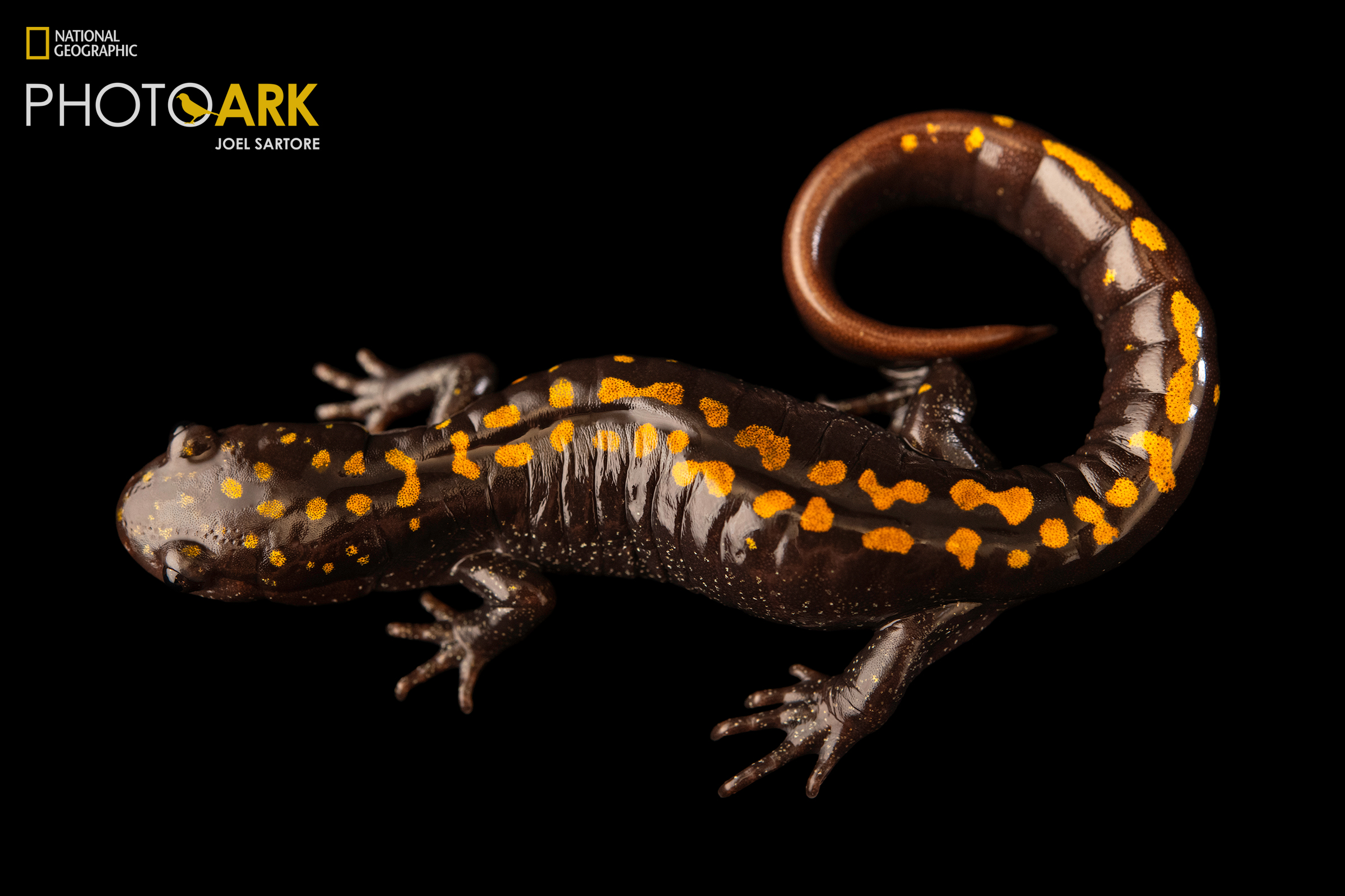 endangered salamanders