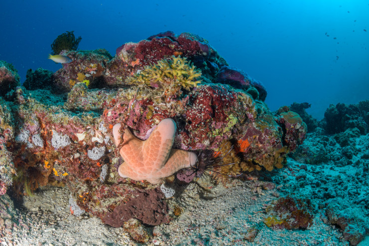 In Papua New Guinea, explorers study one of the most biodiverse oceans ...