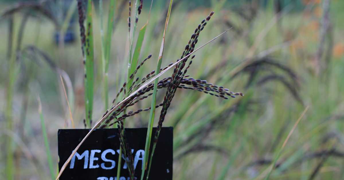 Saving Rice in Pictures