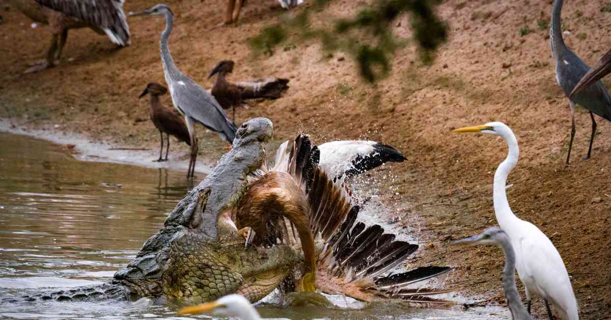 A Battle of Dinosaurs: Crocs vs. Birds
