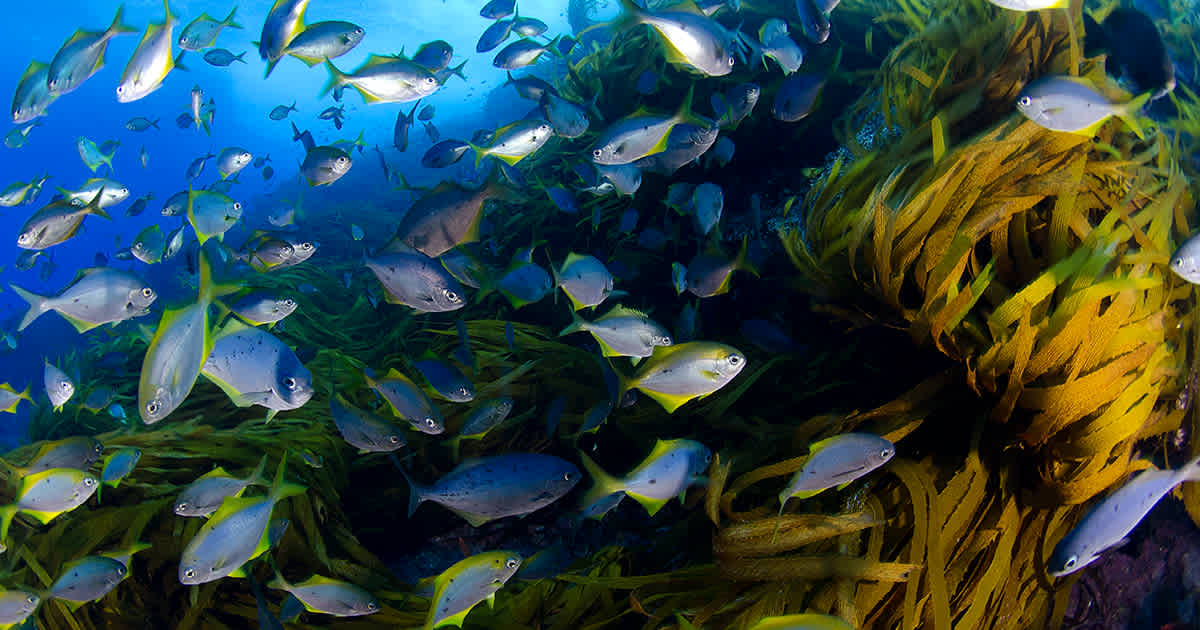 National Geographic Pristine Seas Awarded Grant by Bloomberg Philanthropies