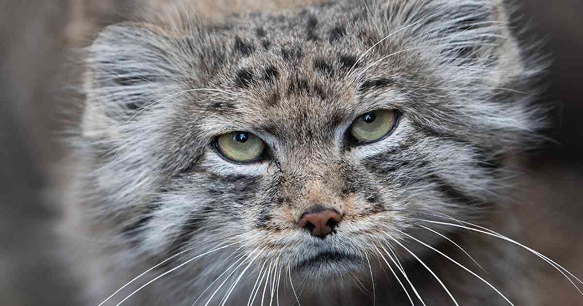 First Report of Rare Cat Discovered on Mt. Everest