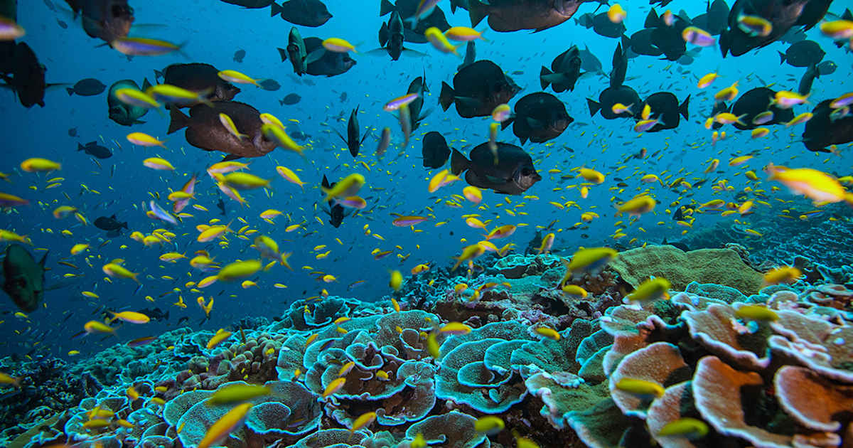 National Geographic Pristine Seas Lifts Anchor on Five-Year Pacific ...