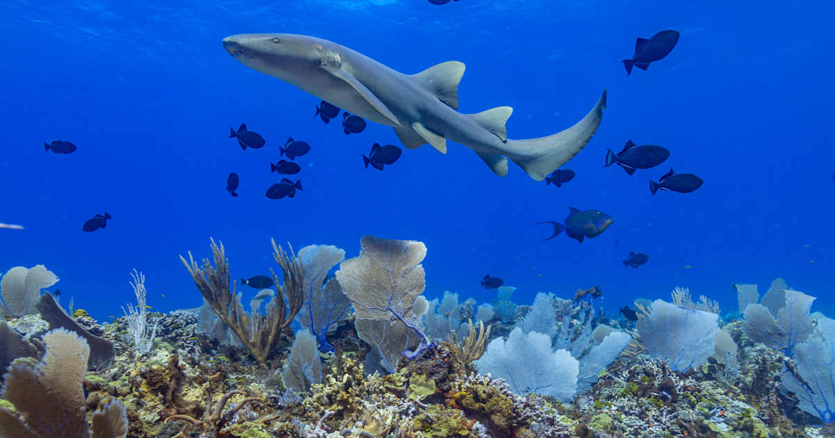 Colombia Creates New Marine Reserve, Protecting Coral Reefs and ...