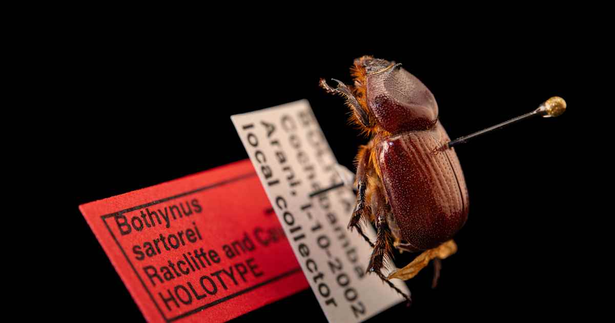 New Insect Species Named For Photo Ark Founder and National Geographic ...