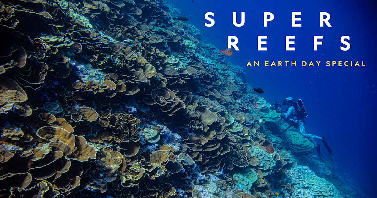 As the world copes with coral bleaching, new documentary “Super Reefs ...