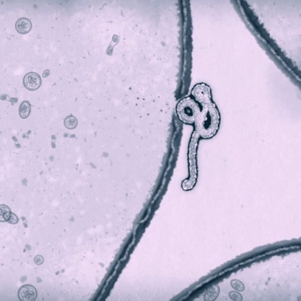 Ebola 101
