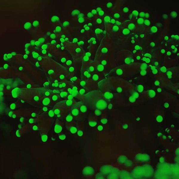 Invisible Light Show