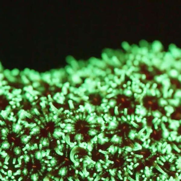 Coral Protein Protection