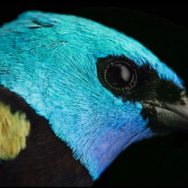 Birds of the Photo Ark