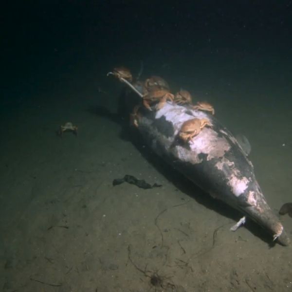 Decomposing Dolphin