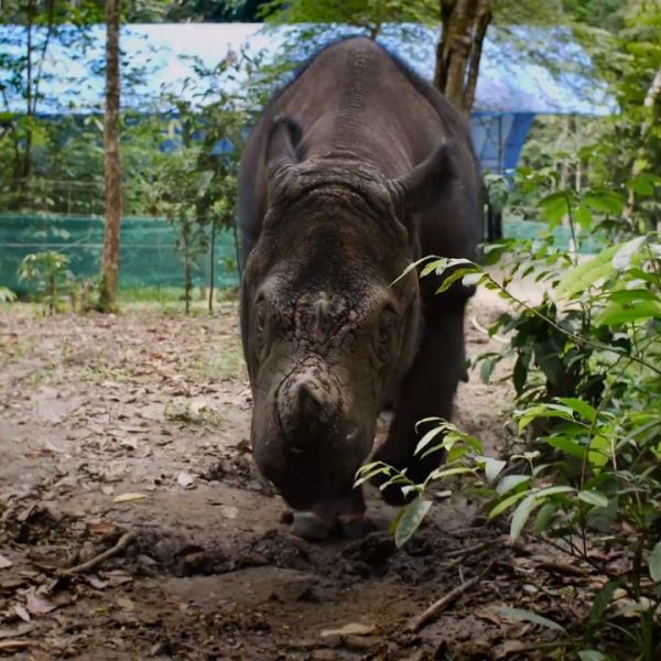 Saving the Sumatran Rhino