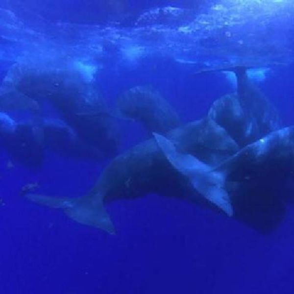 Sperm Whale Migration