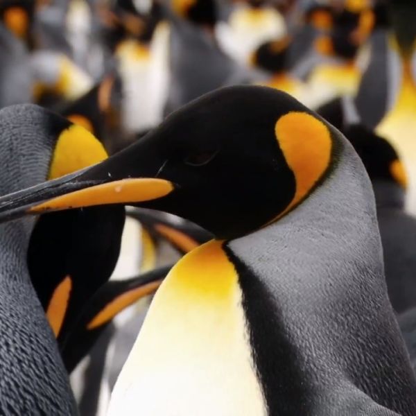 Modern Explorer | The Future of Penguins