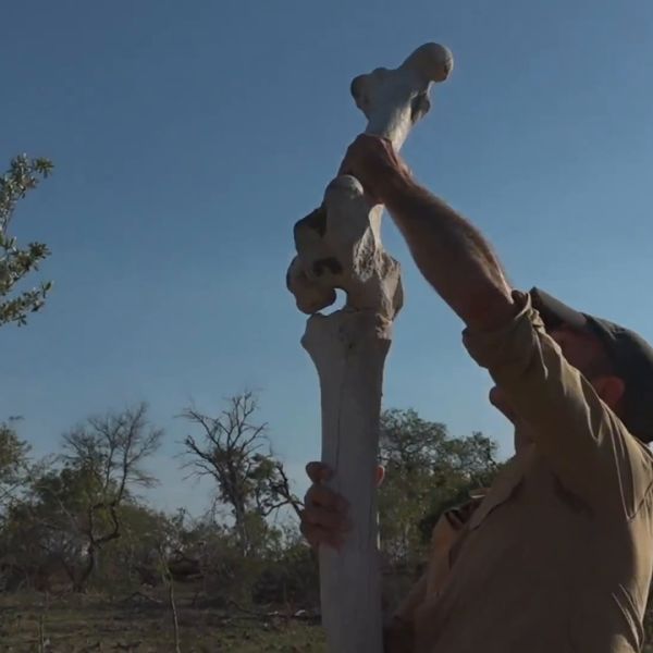 Giraffe Anatomy