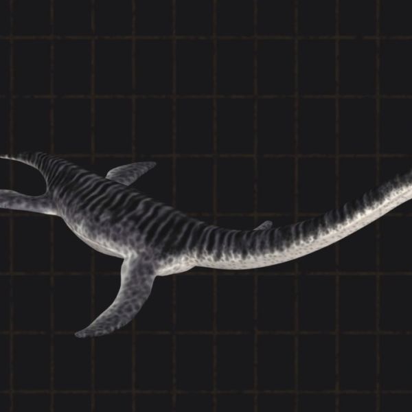 Plesiosaurs 101