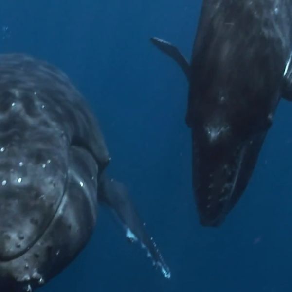 Marine Biologist Asha de Vos