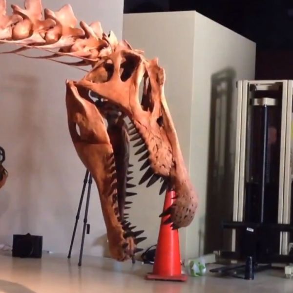 Spinosaurus Skeleton Assembly