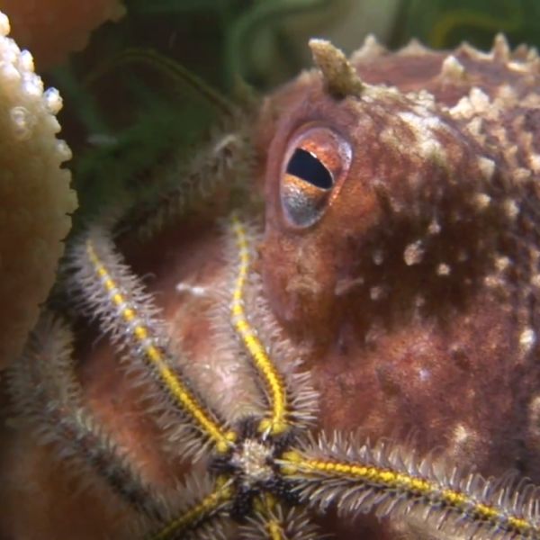 TIL: How Spiny Sea Creatures Regrow Body Parts