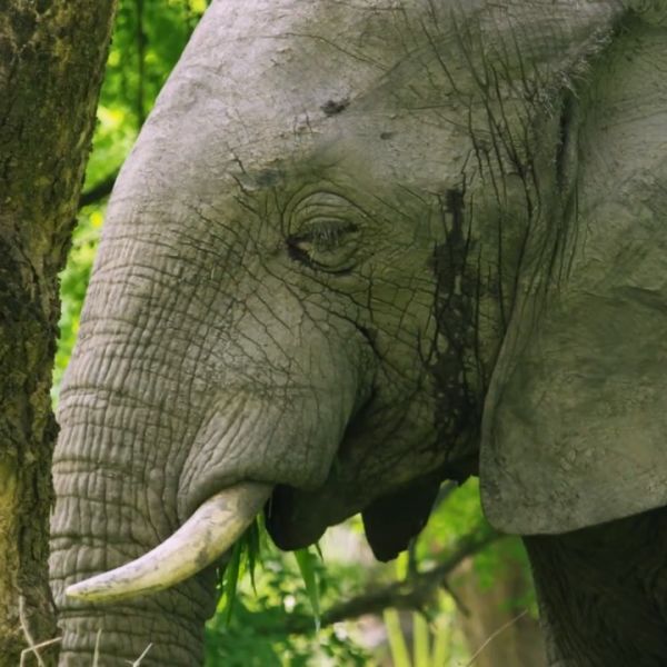 Definitions in the Field: Herbivore/Carnivore/Omnivore