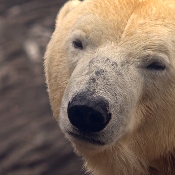 Animals 101: Polar Bears
