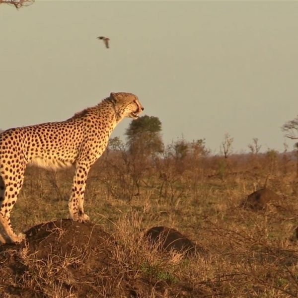 Animal 101: Cheetahs