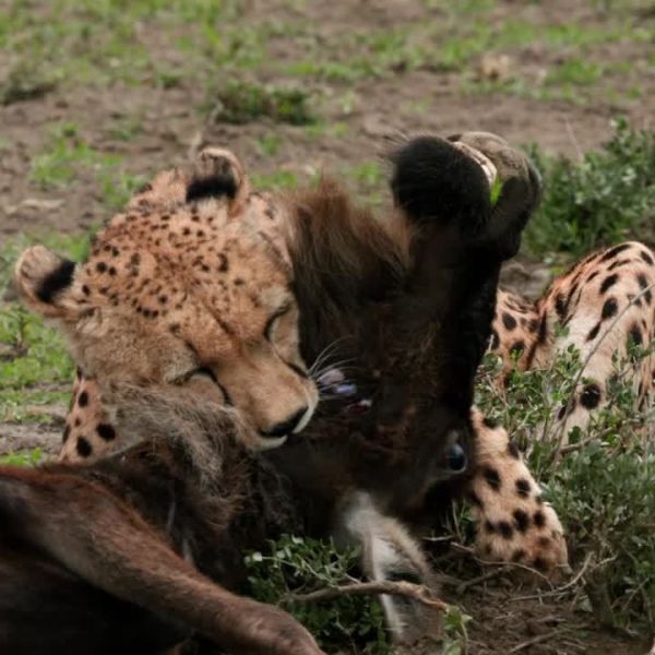 Predators vs. Scavengers