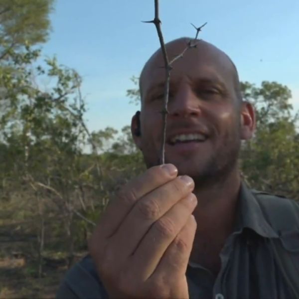 Buffalo Tree Bush Walk