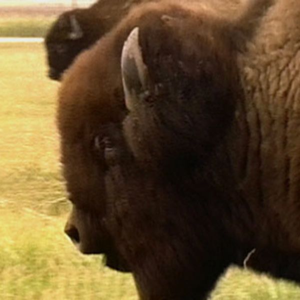 Saving Bisons