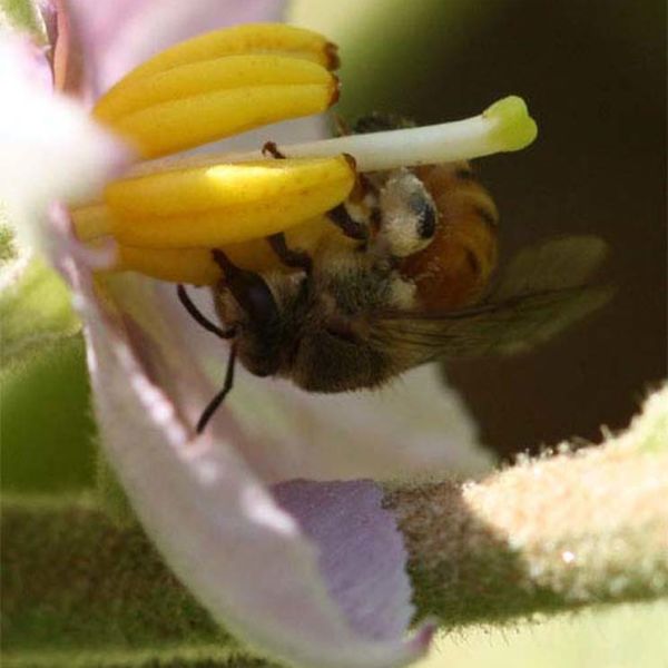 Case Study: Dudu Safari