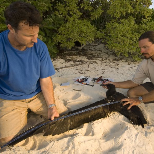 The Endangered Albatross