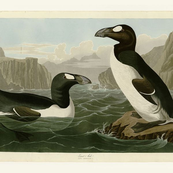 Great Auks Become Extinct