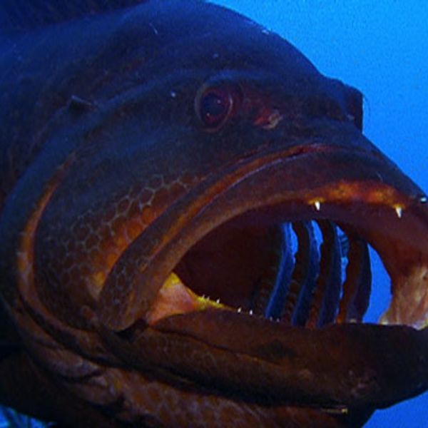 Jewels of the Caribbean