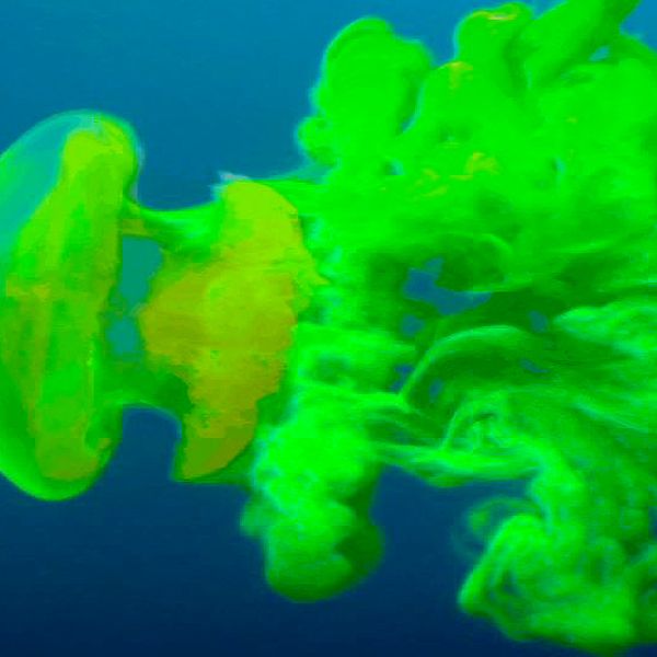 Ocean Circulation and the Butterfly Effect