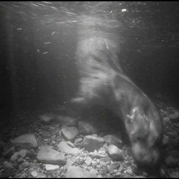 Sniffing Out Otter Behavior