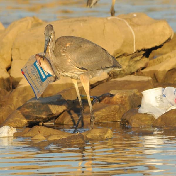 The Perils of Plastic