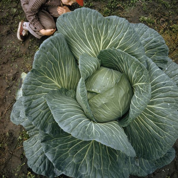 Zucchini Growing In Alaska Alaska's Giant Vegetables | Amusing Planet