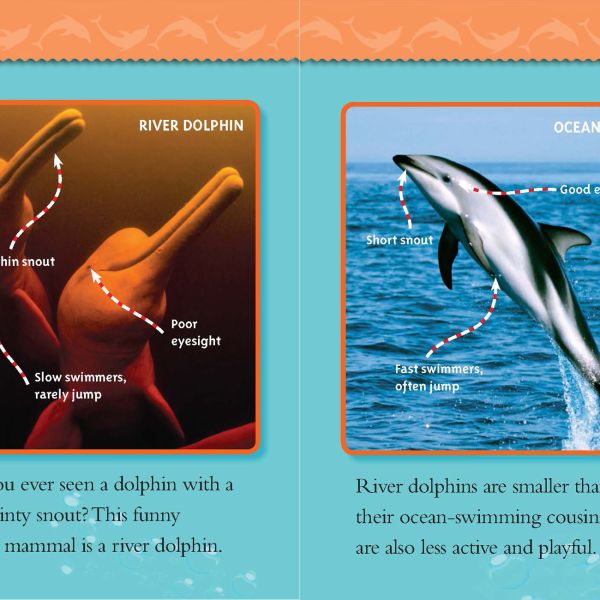 River Dolphins and Ocean Dolphins