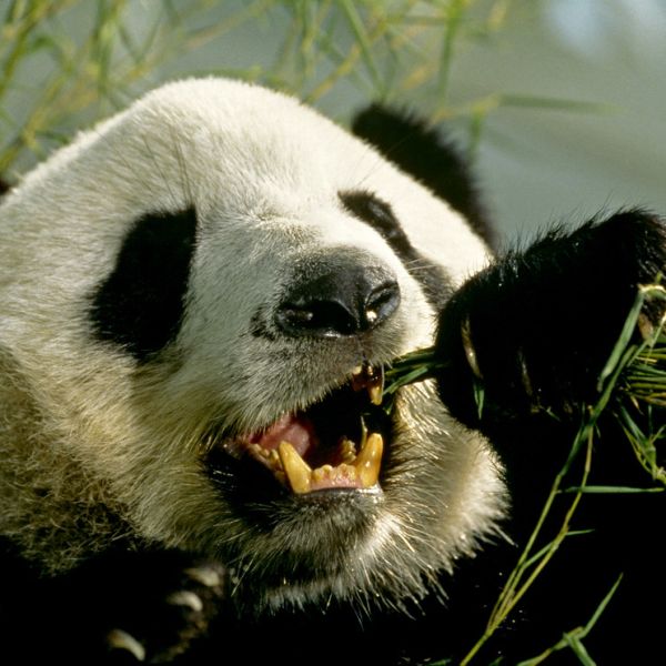 Training Pandas to be Wild