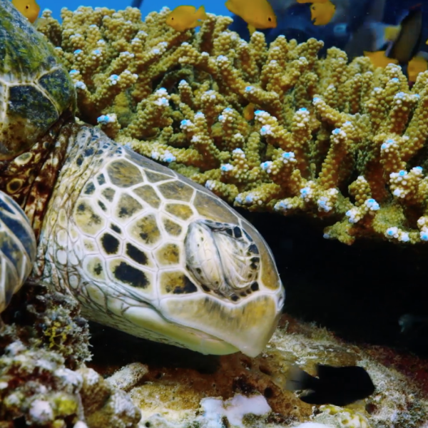 Ocean Impacts of Climate Change