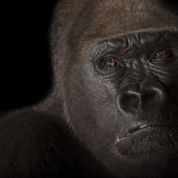 Threatened Animals and Their Habitats