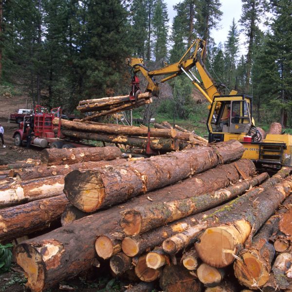 Timber Resources