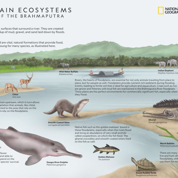 Floodplains Ecosystem
