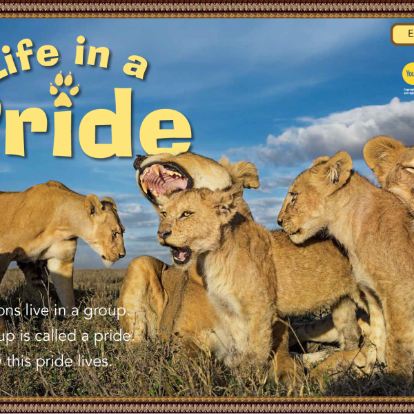 Life in a Pride