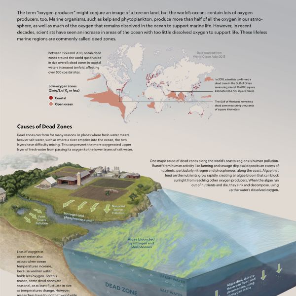 Anatomy of a Dead Zone