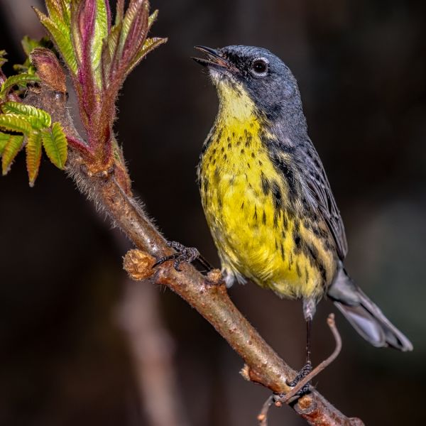 Animal Niche Examples