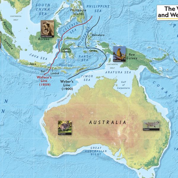 Dividing Species: Wallace Line Map