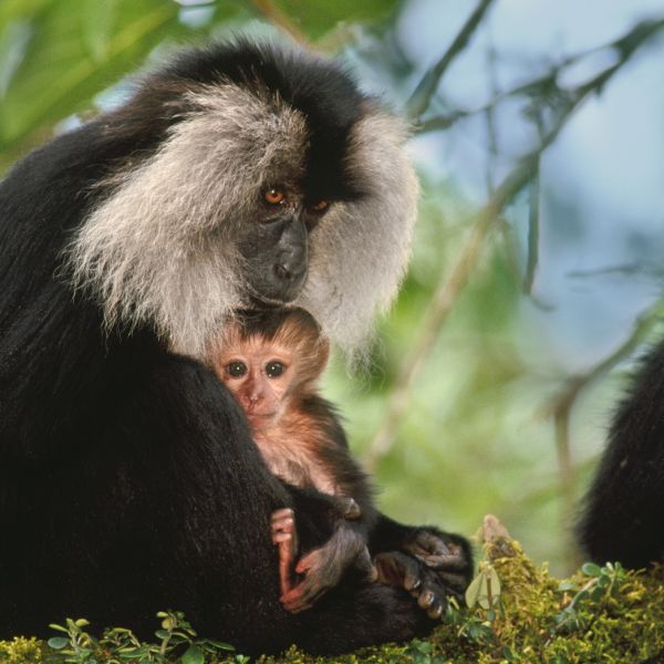 Plant and Animal Reproduction