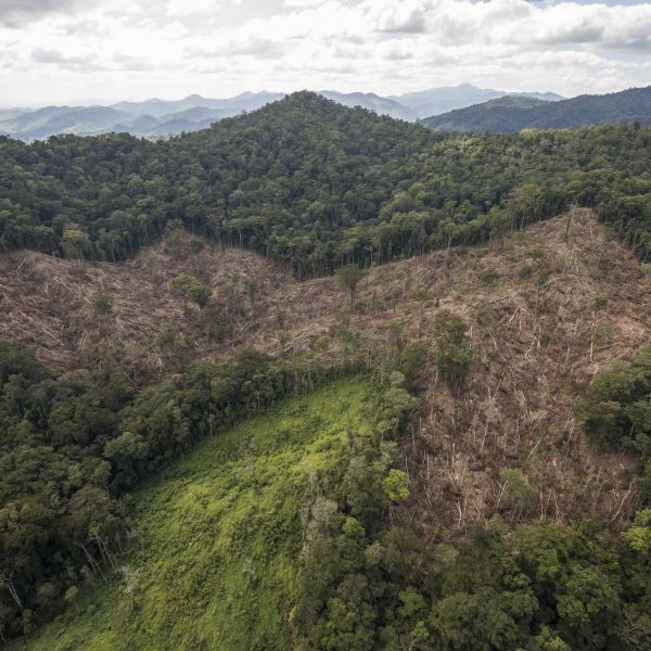 Distribution of Forests