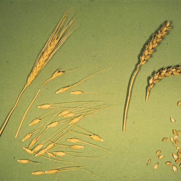 Domestication Origins